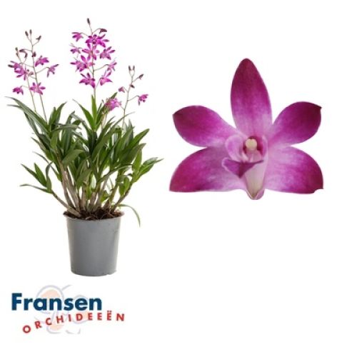 Дендробиум Берри Ода - Dendrobium Berry Oda